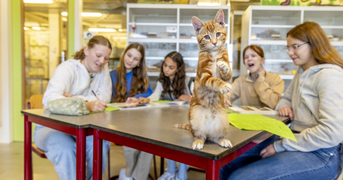 Schoolkat turns the classroom into a living room